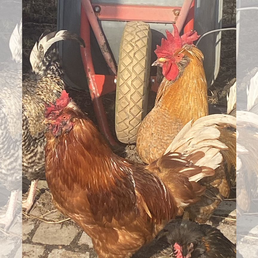 Продаются молодые петухи