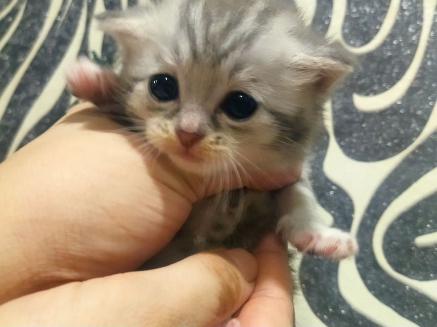 Кошки в добрые руки бесплатно