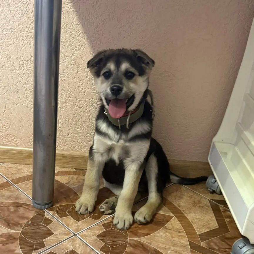 Немецкая овчарка, щенок