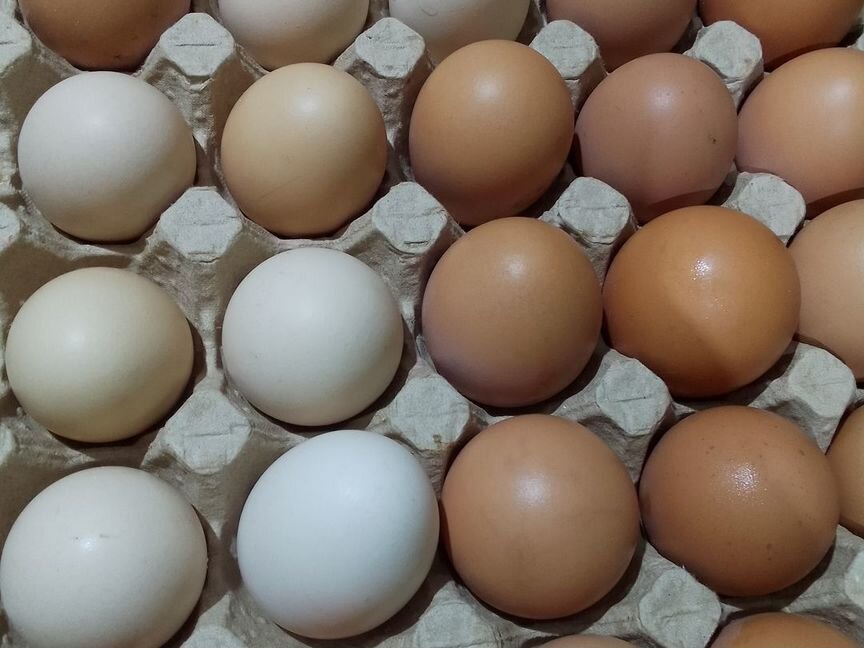 Продам яйцо куриное домашнее