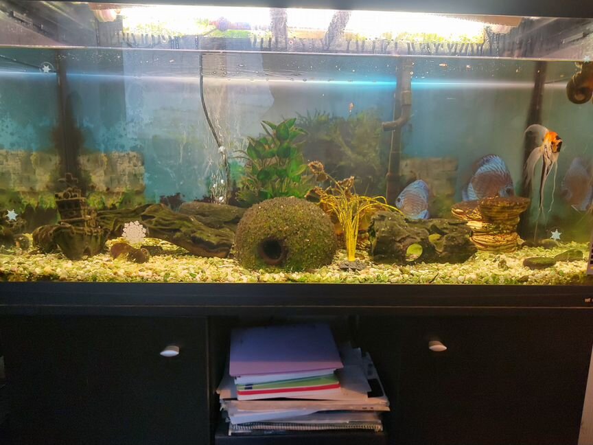 Аквариум с тумбой и рыбками бесплатно