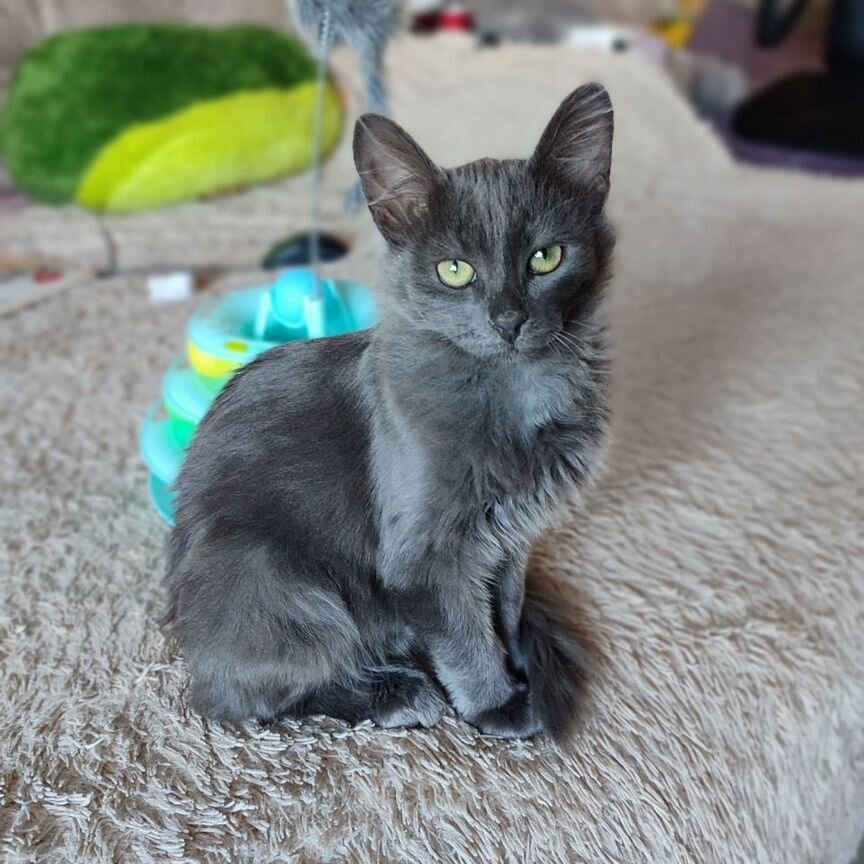 Котенок в добрые руки