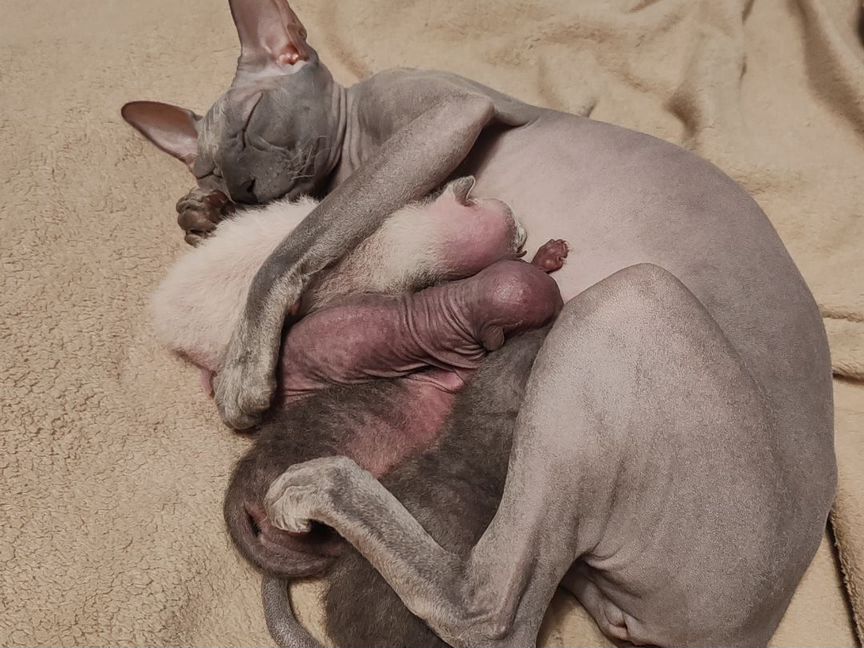 Котята петерболд