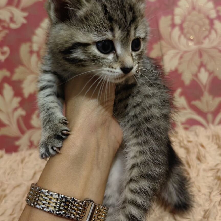 Кошка