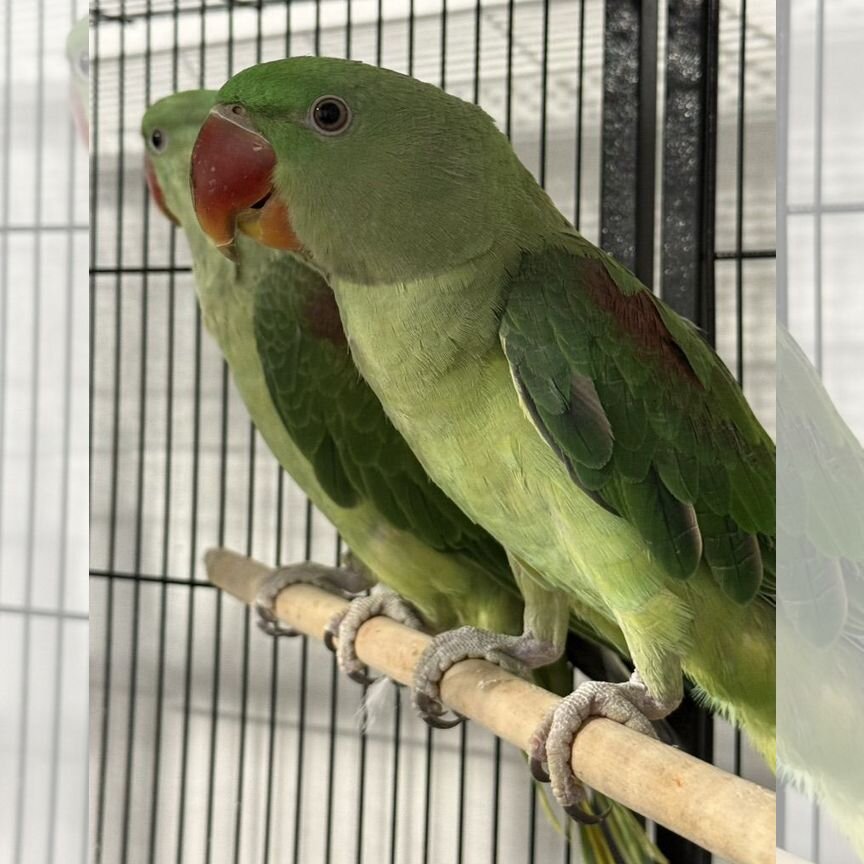 Александрийский попугай