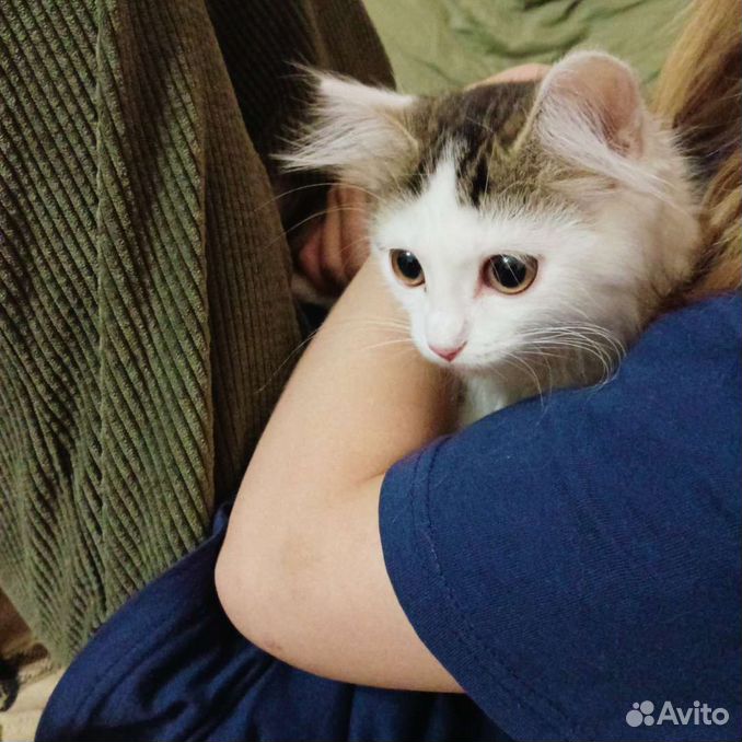 Игривый ласковый котейка