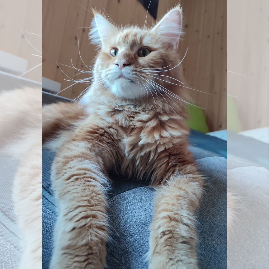 Мейн-кун, взрослый кот