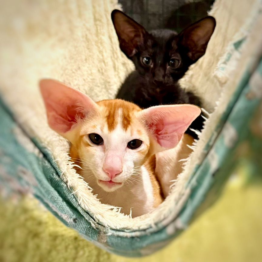 Ориентальный котёнок