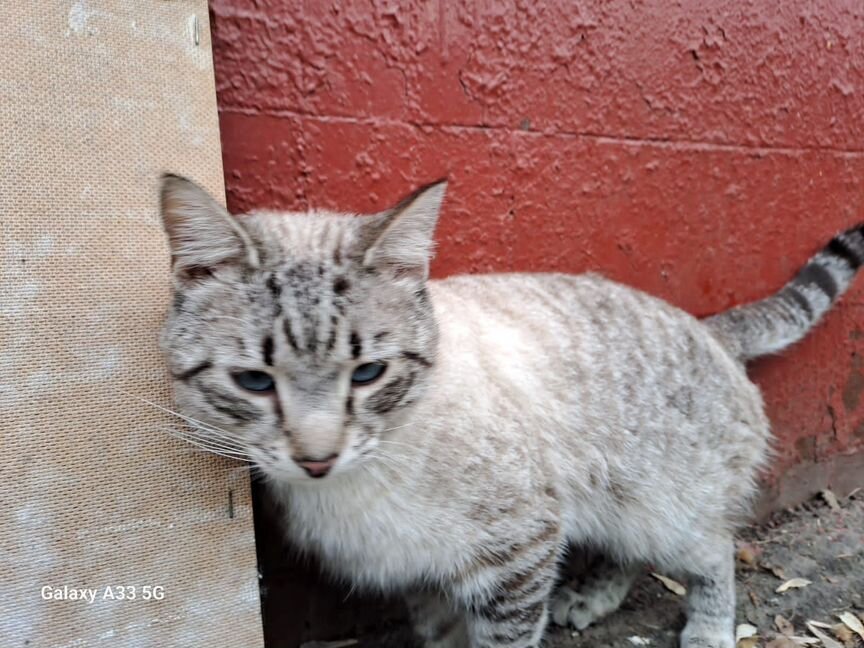 Таец выживает без паспорта в подвале