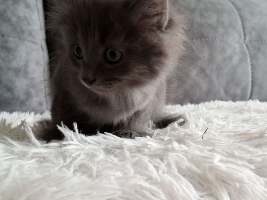 Котята сибирские