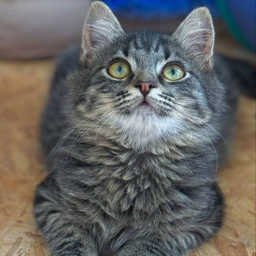 Котенок