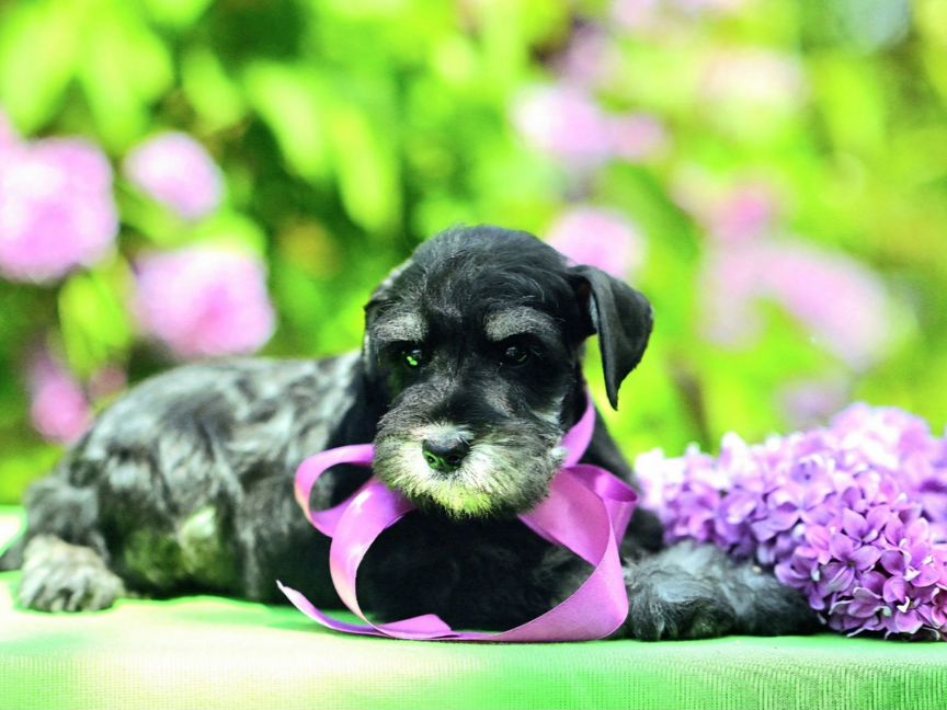 Щенки цвергшнауцера серебро