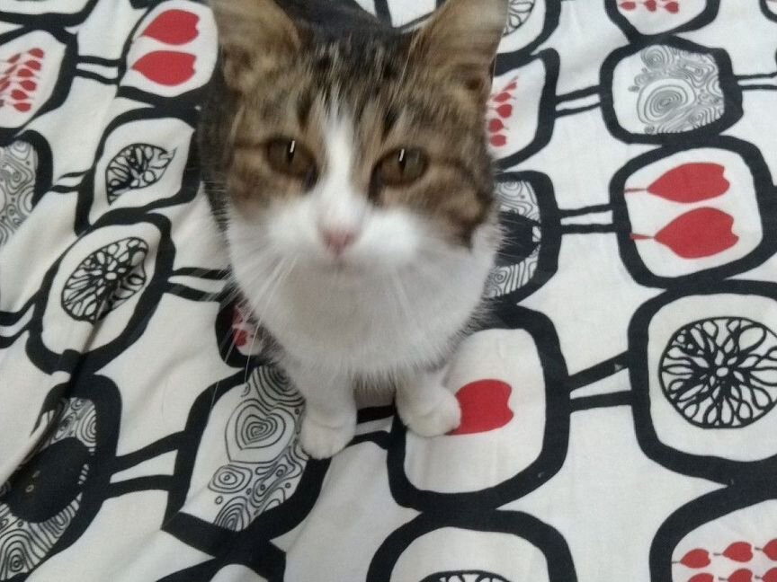 Ласковая кошечка