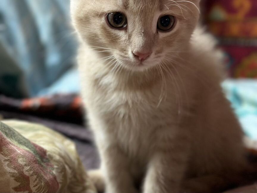 Котята полубританцы
