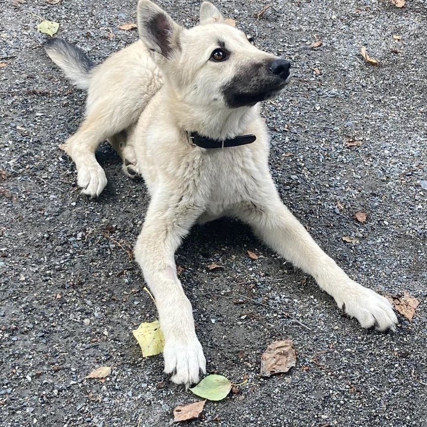 Щенок Джуля ищет хозяина. Отдадим в хорошие руки