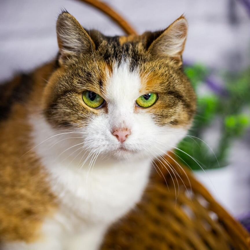 Кошка Миссис Хадсон ищет дом