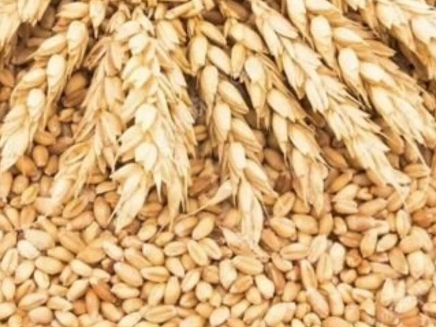Зерно ячмень