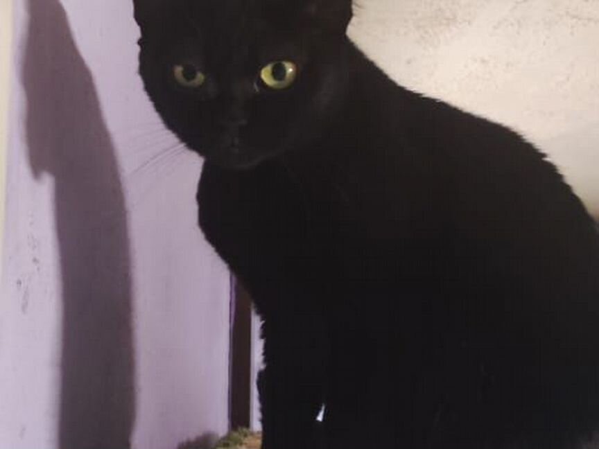 Бомбей кошечка в добрые руки