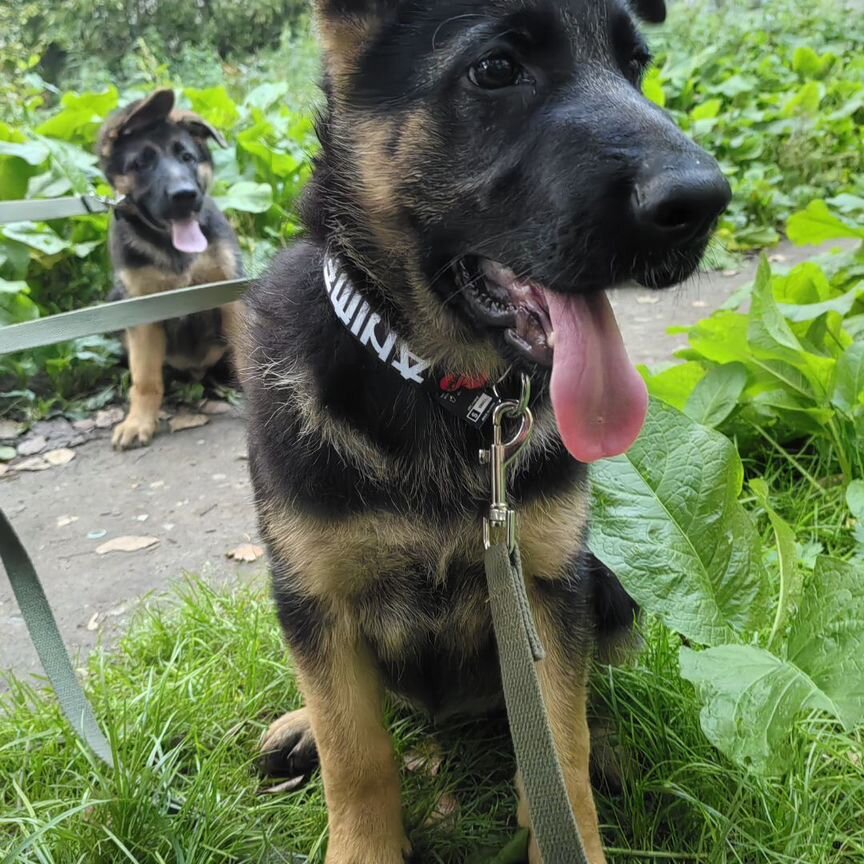 Немецкая овчарка