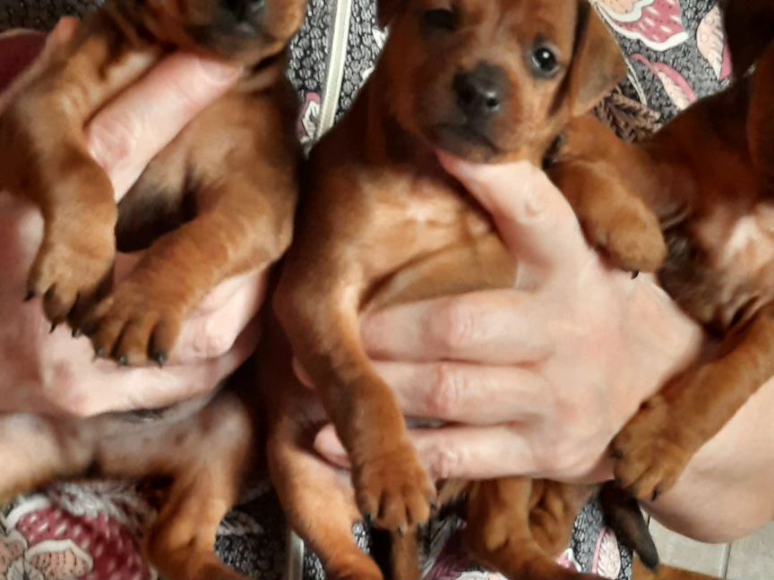 Щенки цвергпинчера девочки и мальчики