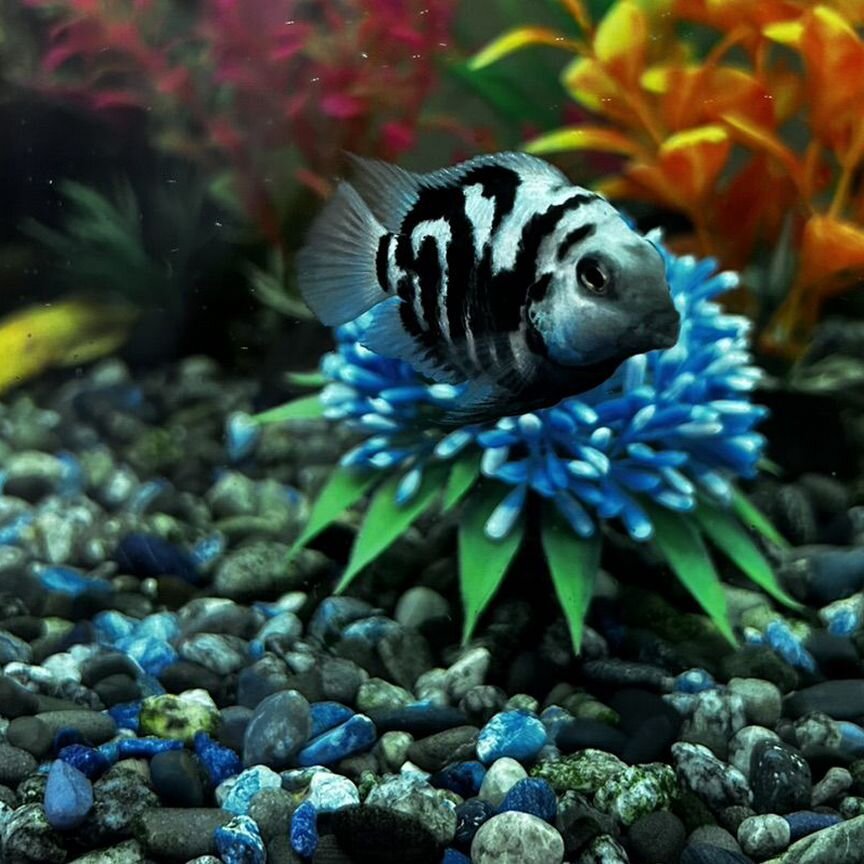 Рыба попугай аквариумная