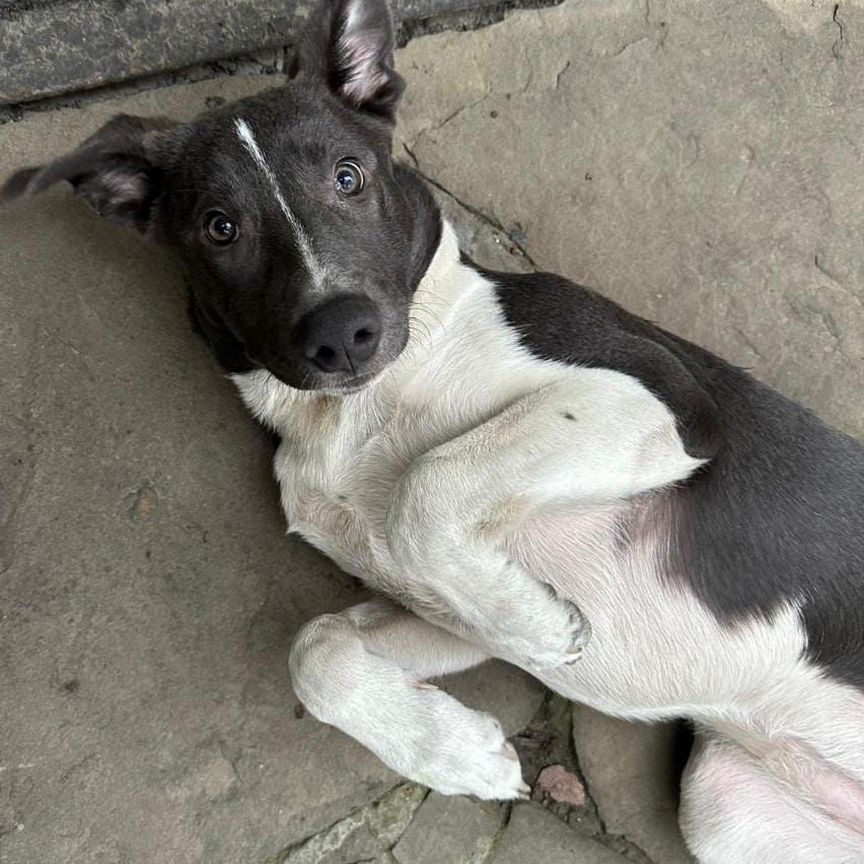 Малышка Альма в добрые руки