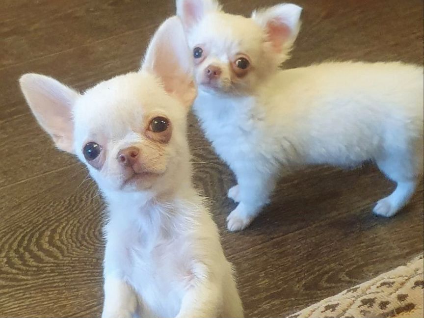 Щенки чихуахуа