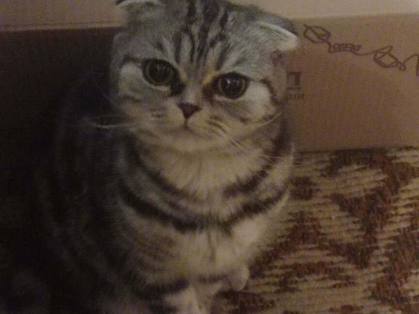 Шотландская вислоухая кошка