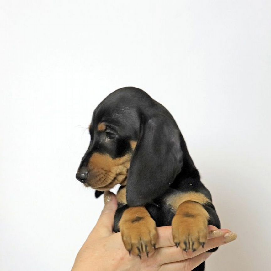 Такса мальчик щенок