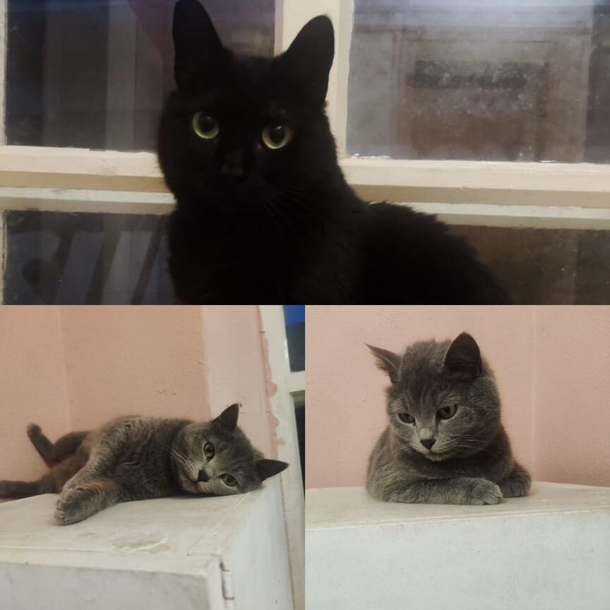 Кошку выгонят на улицу