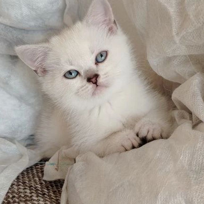 Шотландский прямоухий короткошёрстный котёнок