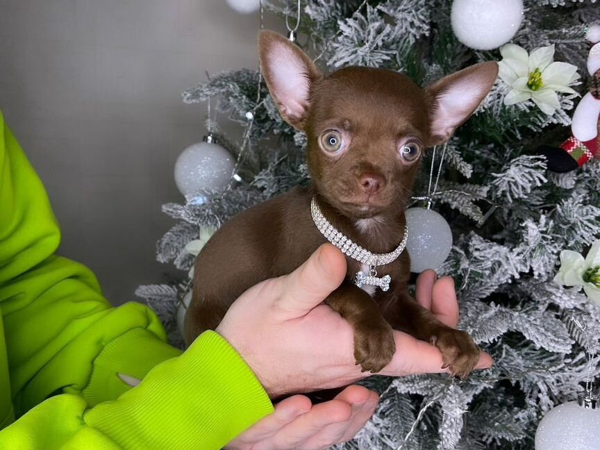 Luxury Mini Мальчишка РКФ