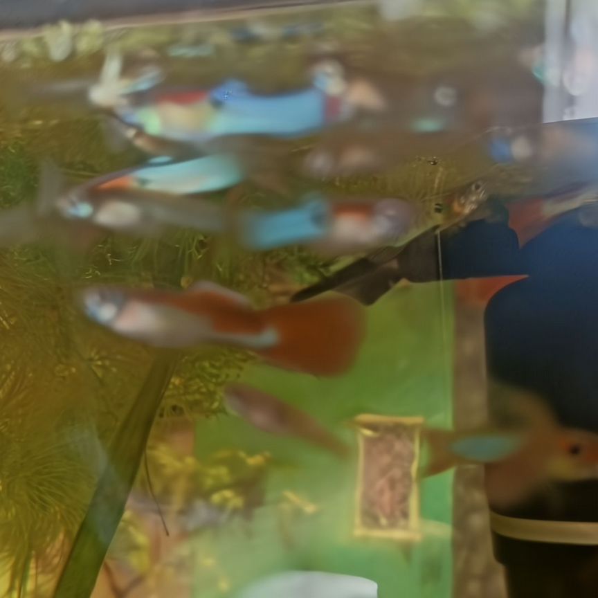 Аквариумные рыбки гуппи