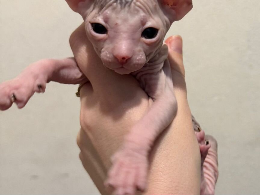 Донской сфинкс котята