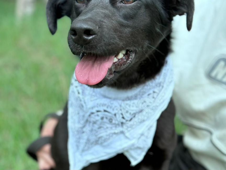 Тимьян. Щенок из приюта надеется найти дом