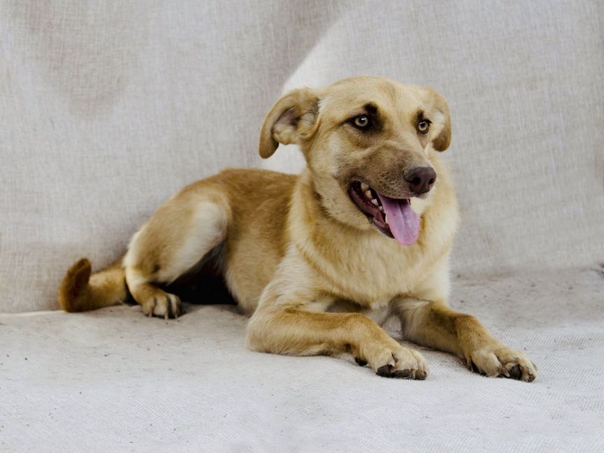 Собака в добрые руки