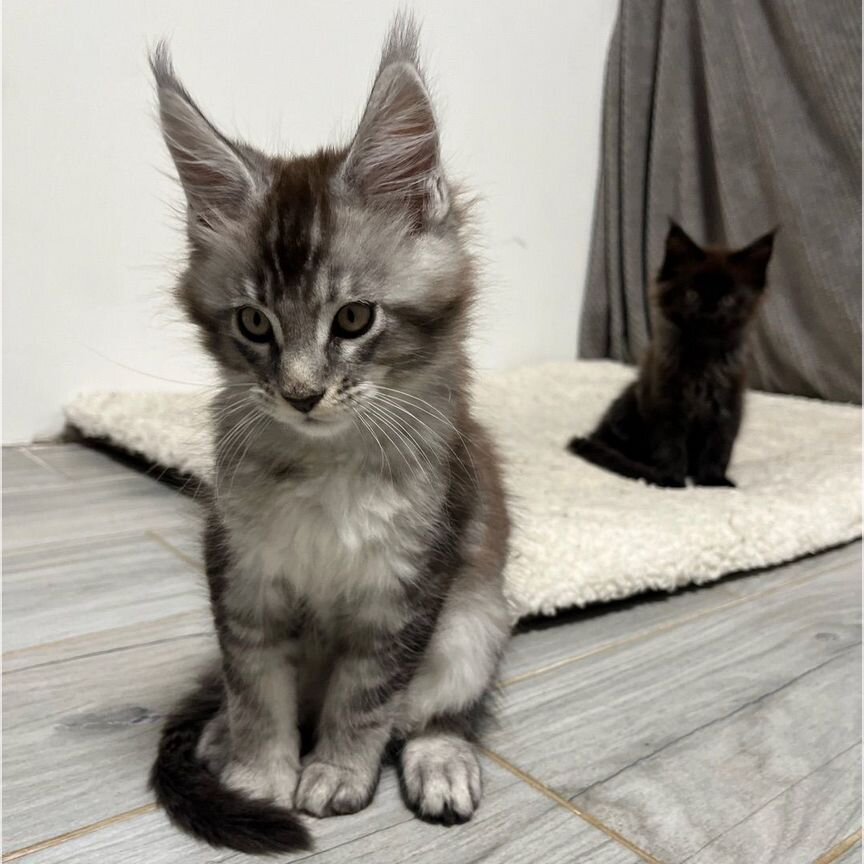 Котята мейн-кун
