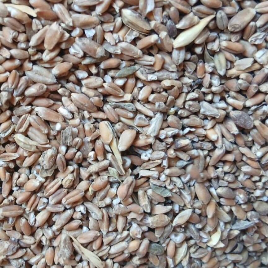 Зерно пшеница