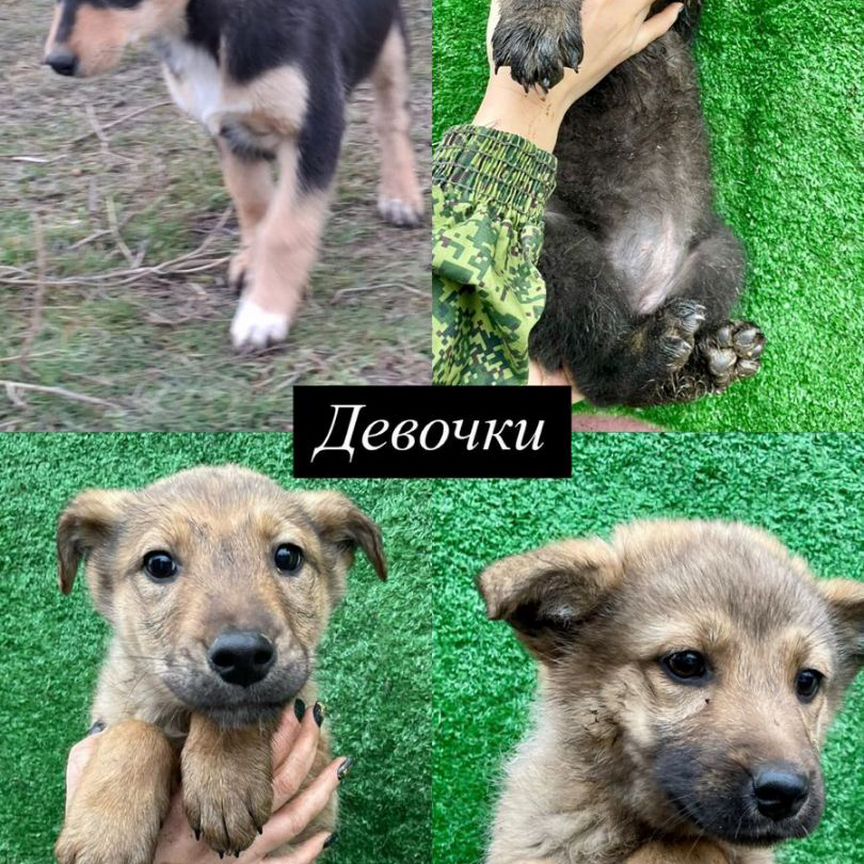 Щеночки девчёнки