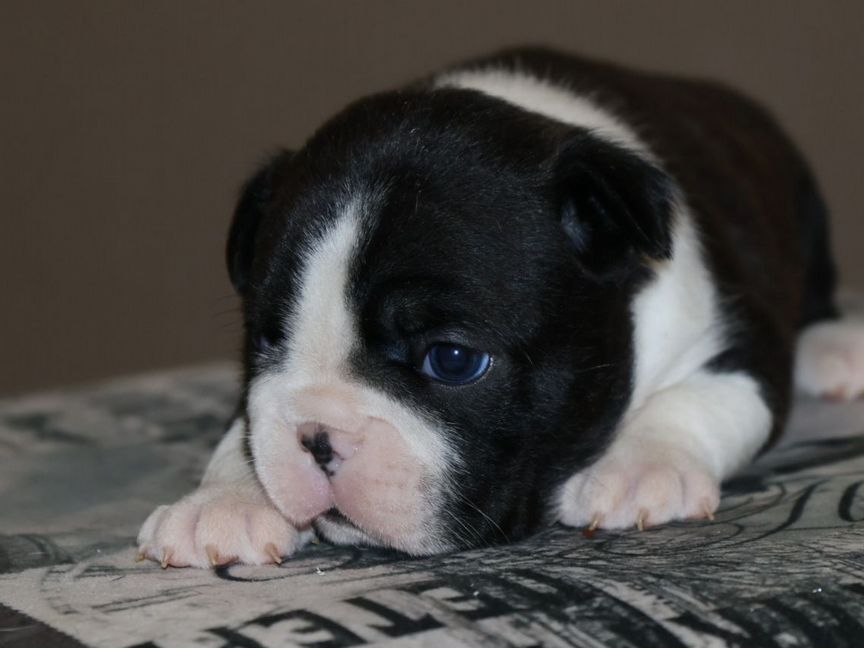 Щенки бостон терьер