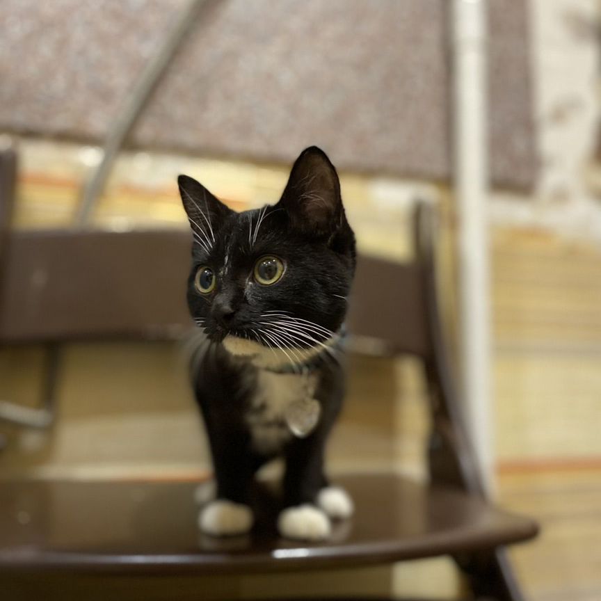 Котёнок в добрые руки