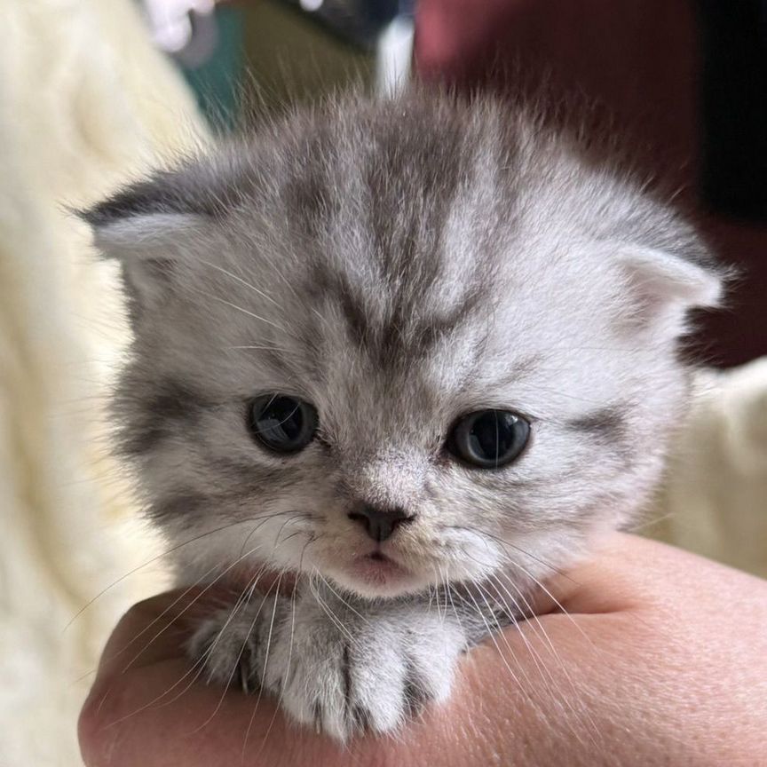 Шотландский вислоухий короткошёрстный котёнок