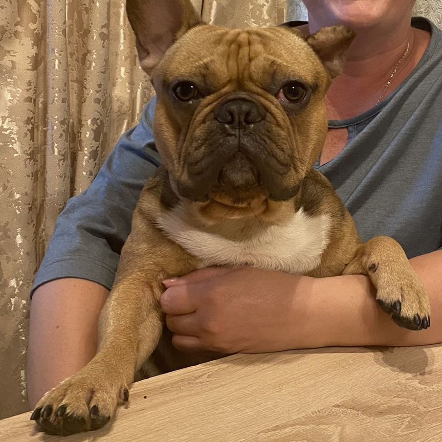 Французский бульдог, вязка