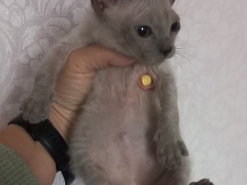 Котенок
