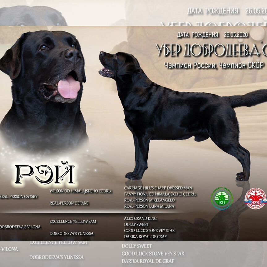 Кобель для вязки лабрадор