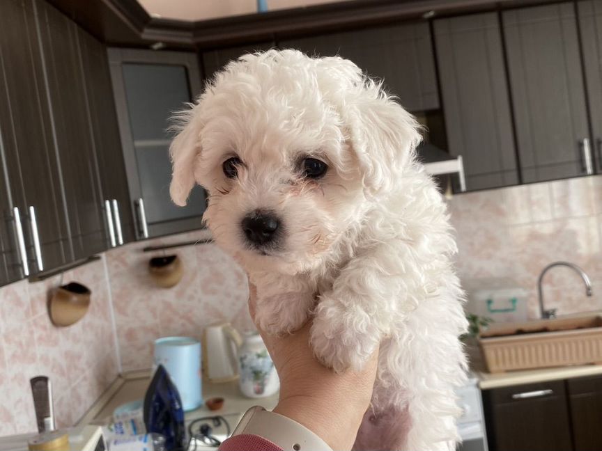 Щенки бишон фризе