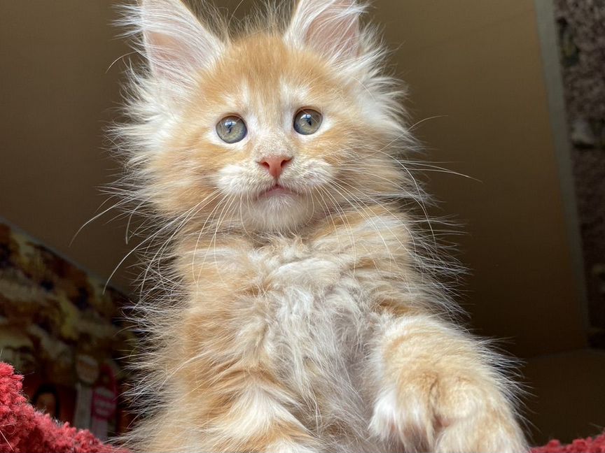 Мейн-кун шикарная девчушка полидакт