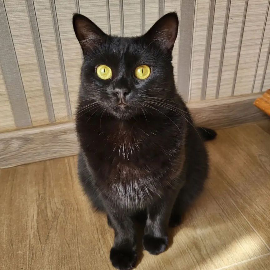 Взрослая кошка в добрые руки