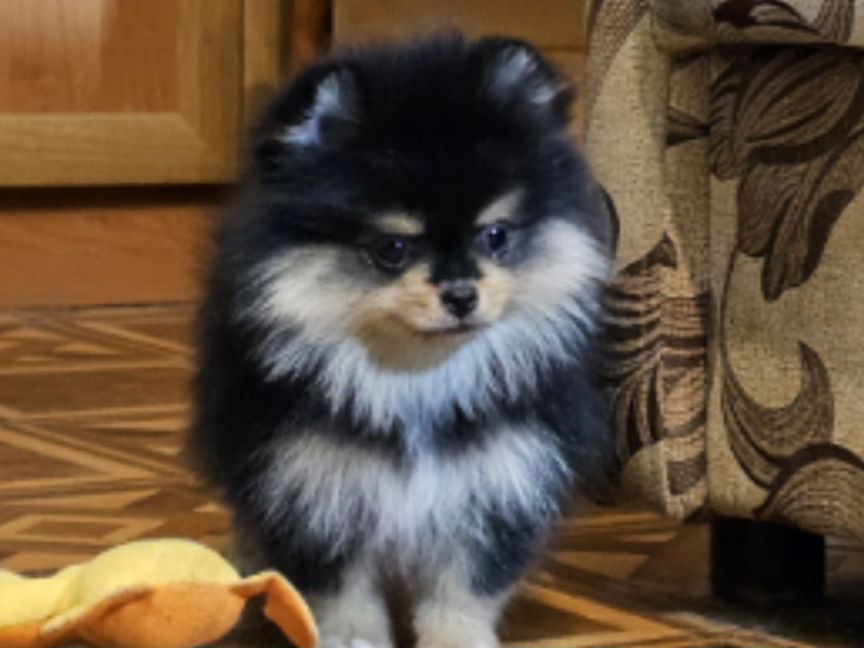 Шикарные померанцы