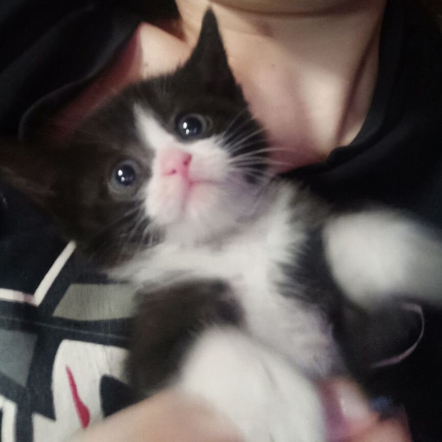 Котёнок в добрые руки